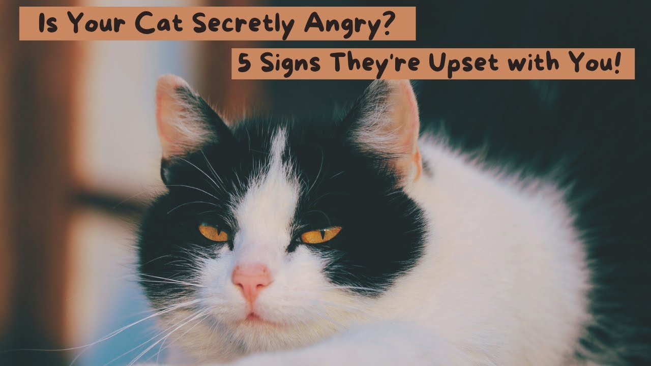 Is Your Cat Secretly Angry? 5 Signs They're Upset with You! - YouTube