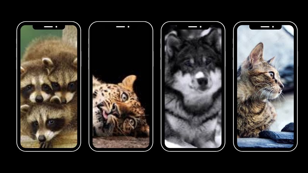 Best animals edits and sounds | good compilation - YouTube