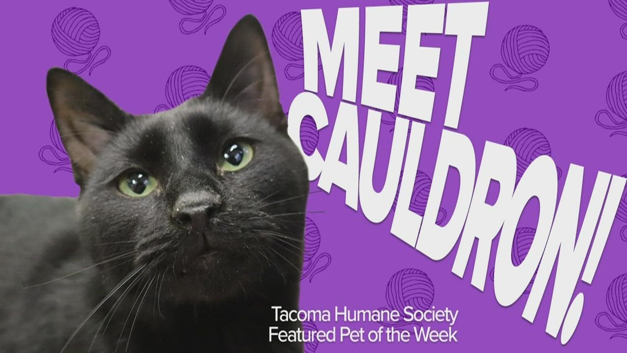 Pet Rescue of the Week: Cauldron - YouTube