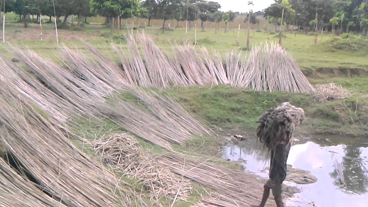 Jute cultivation & processing . - YouTube