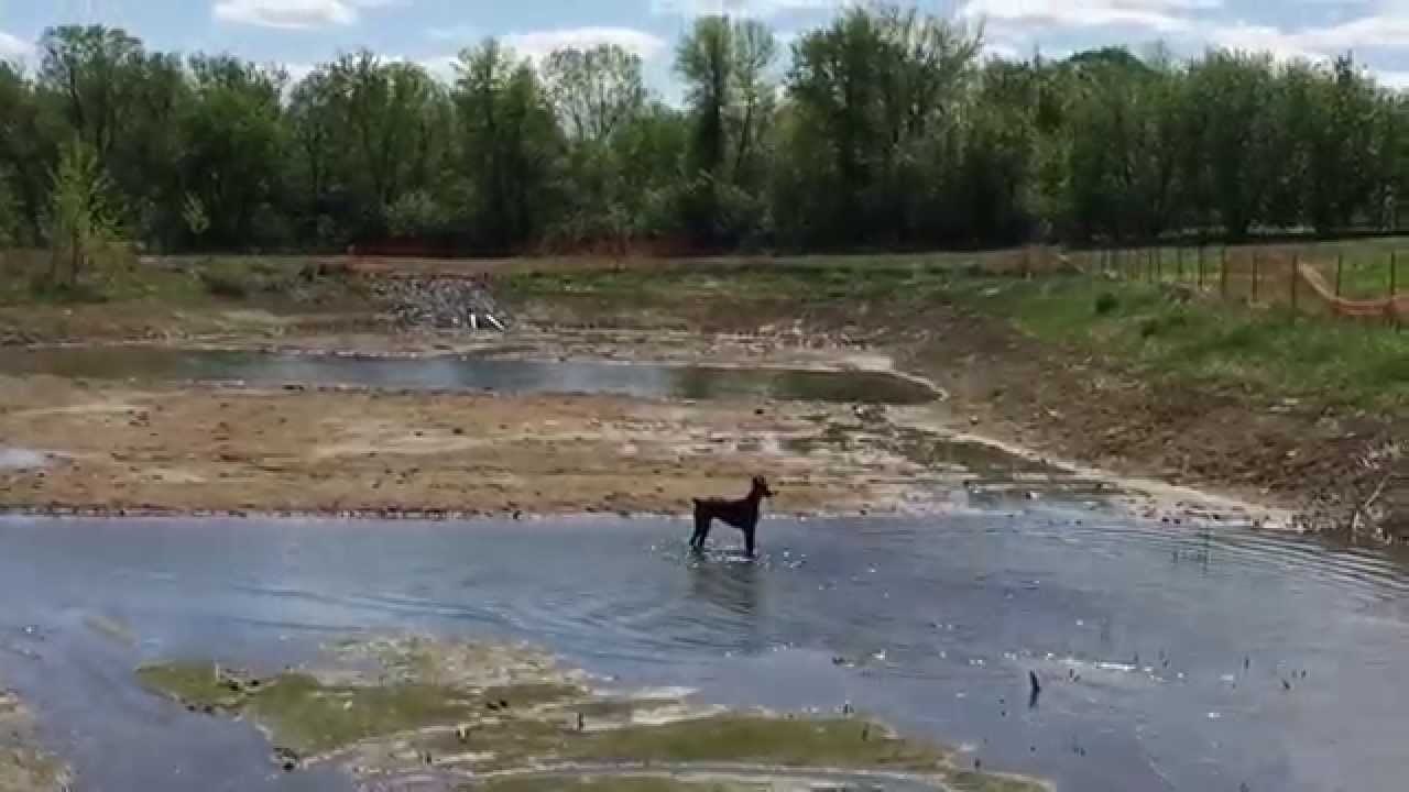 The hunting Doberman :) - YouTube