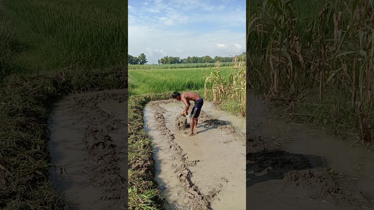 Cara mudah persemaian padi - YouTube