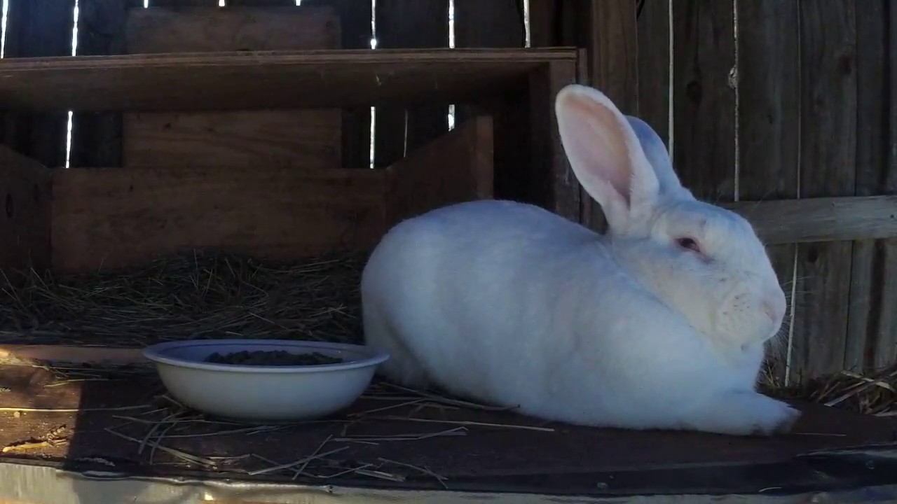 Live Rabbit Cam Live Stream - YouTube