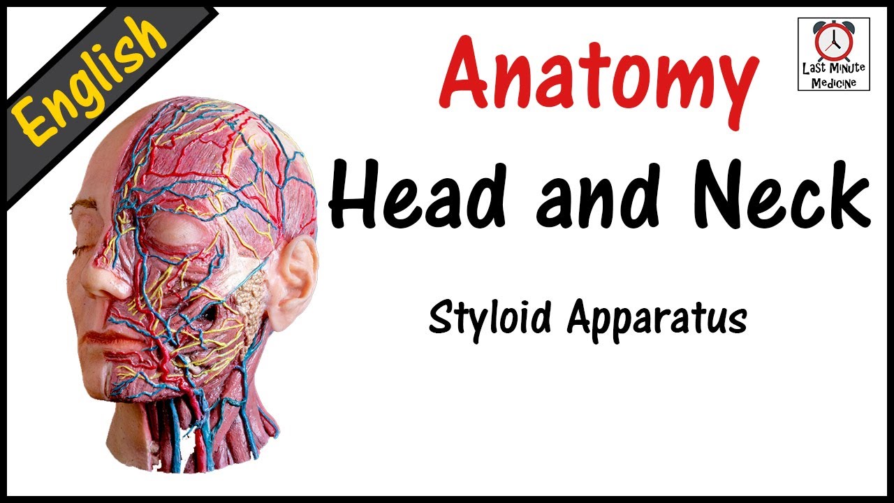 ENGLISH Anatomy :- HEAD AND NECK 01 Styloid Apparatus - YouTube
