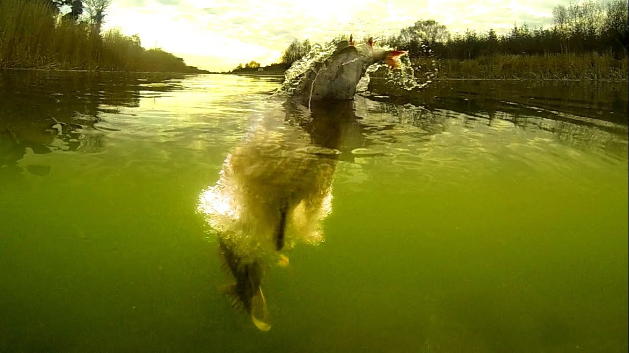 Aggressive giant fish swallows zombie bait in split-shot. - YouTube