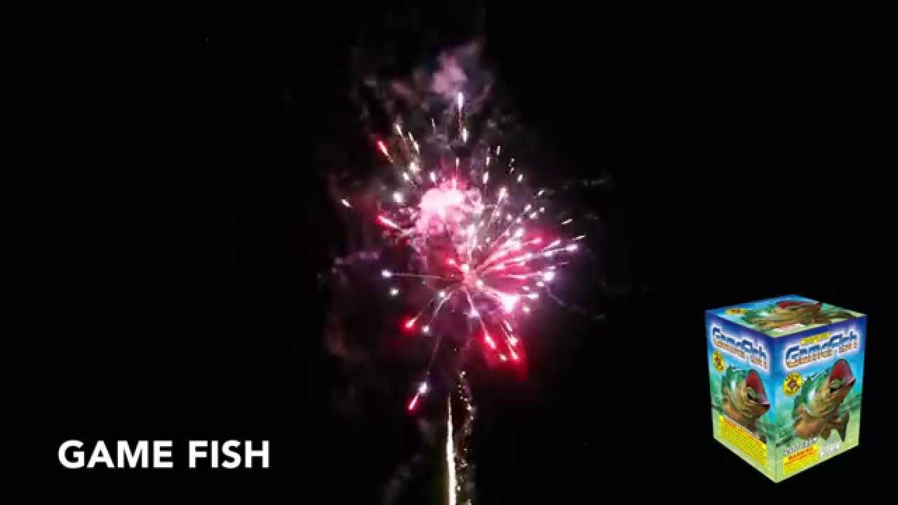 GAME FISH -TEXAS OUTLAW - RED RHINO FIREWORKS - YouTube