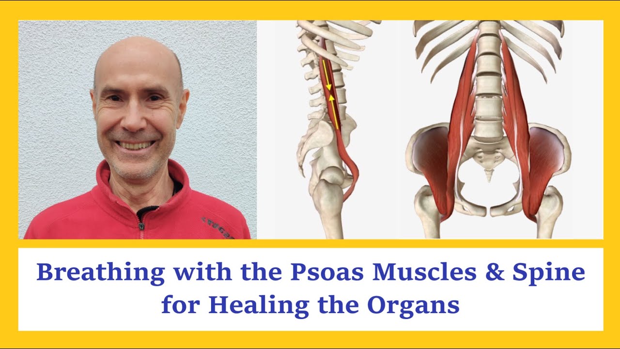 Breathing with the Psoas Muscles & Spine for Healing the Organs - YouTube
