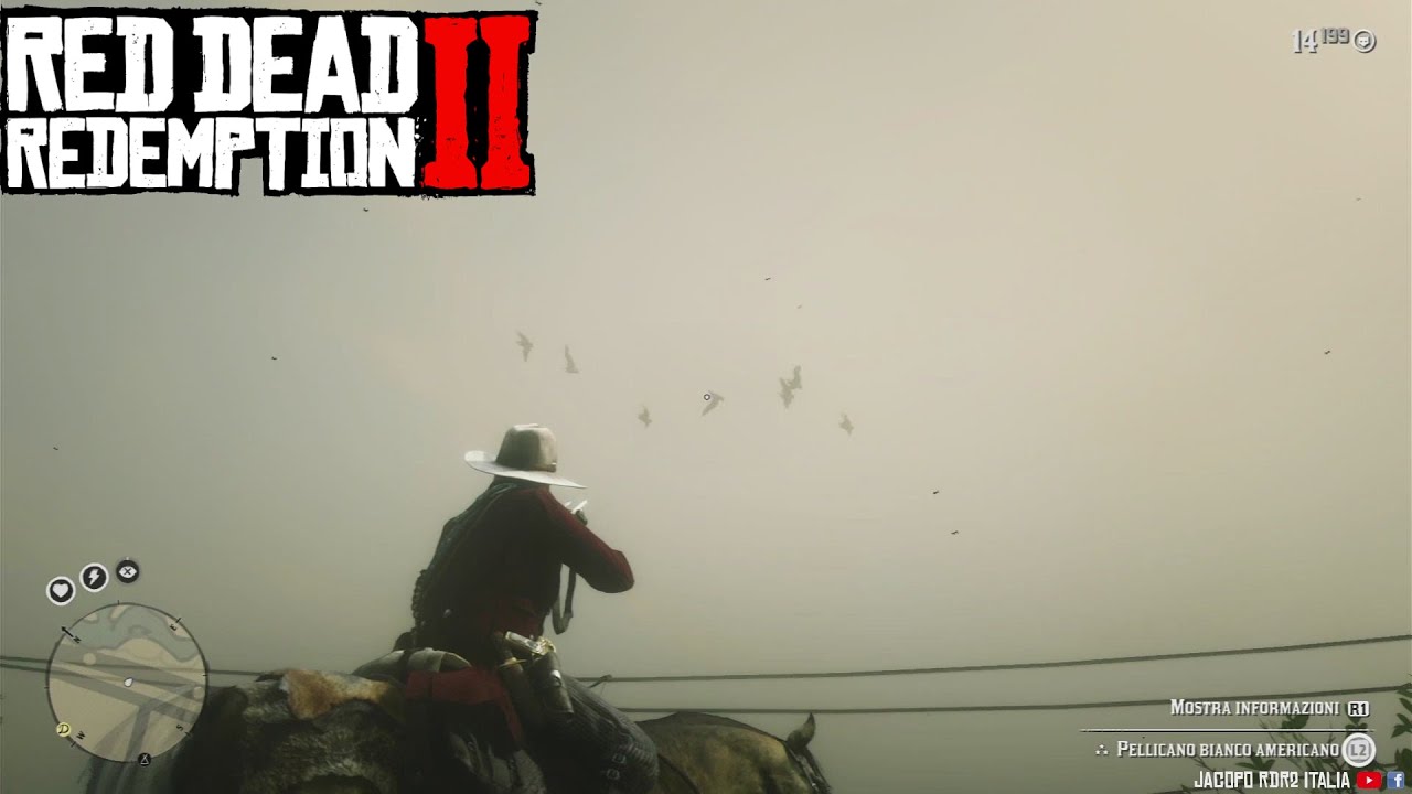 RDR2 ITA | PELLICANO BIANCO AMERICANO | Posizione e caccia (2022) - YouTube