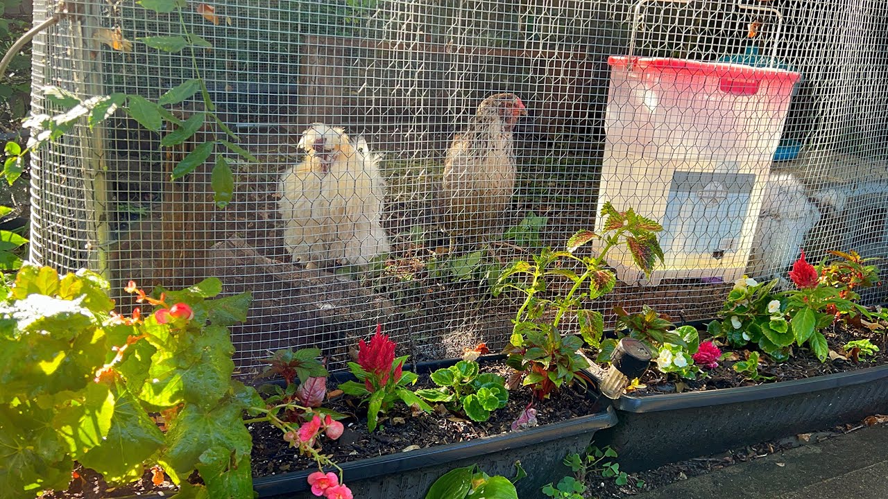 Adding Plants to My Chicken Run Garden Containers | Annual Garden ...