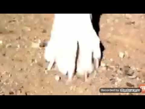 Kangal ve kurt dövüşlerinde bilinmiyenler