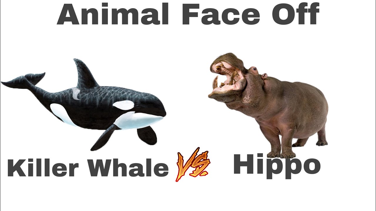 Killer Whale vs Hippo - YouTube
