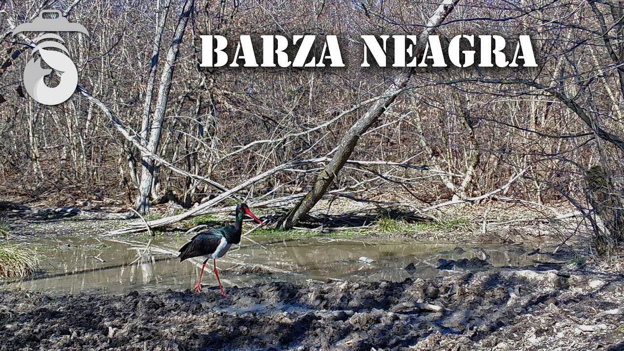 A aparut si o barza neagra ( A black stork came to us this year) - YouTube
