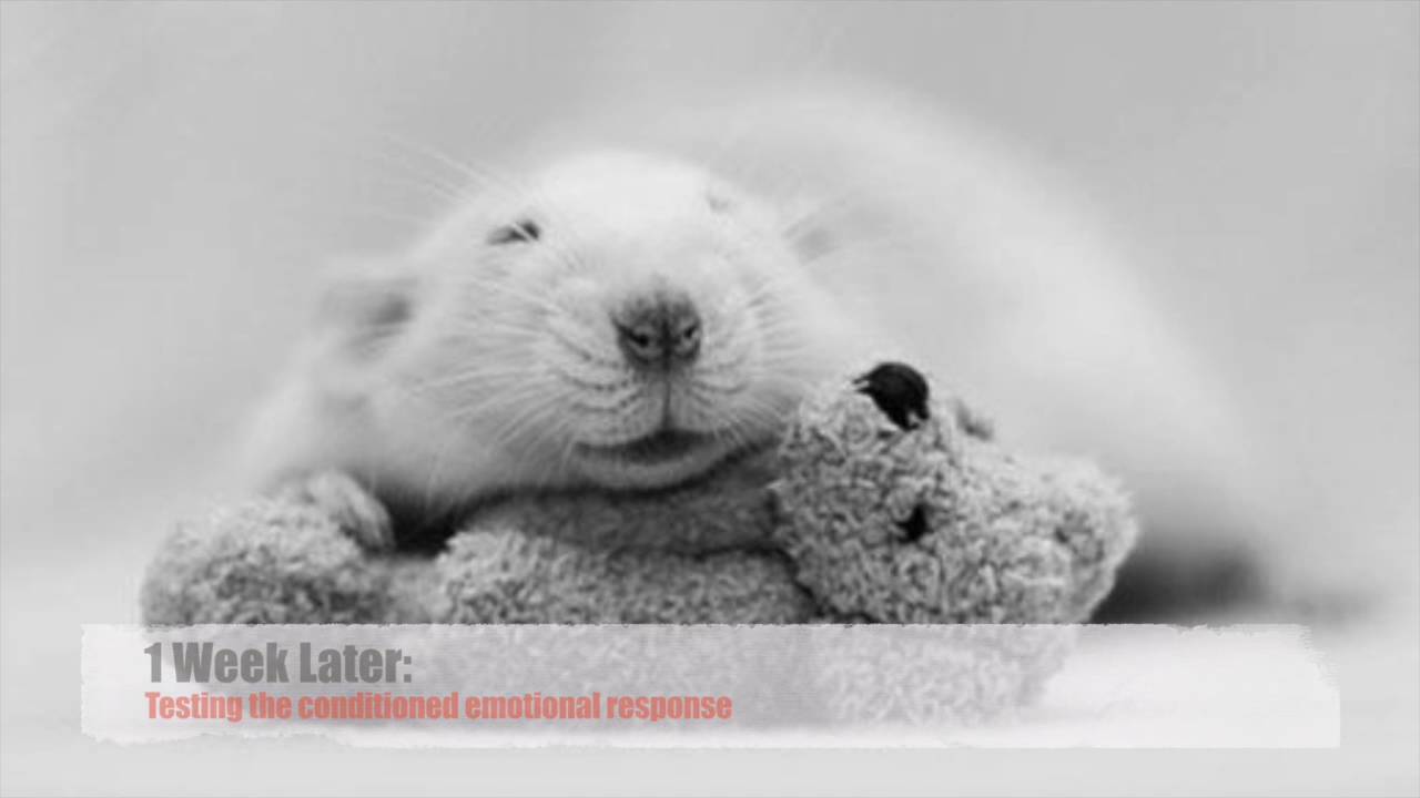 AS Psychology Revision - Little Albert - Watson and Rayner ...