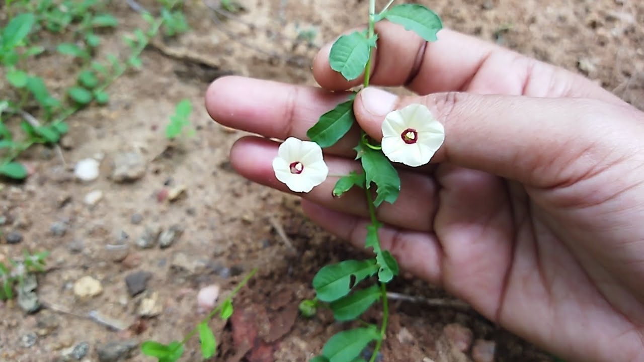 முதியார் கூந்தல் | சவுரிக் கொடி | குதிரை வால் கொடி | Muthiyar koonthal ...