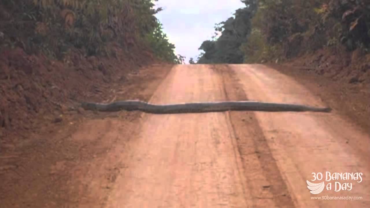 Ular Terpanjang Di Dunia Berhasil Ditemukan Di Amazon!!!! - YouTube