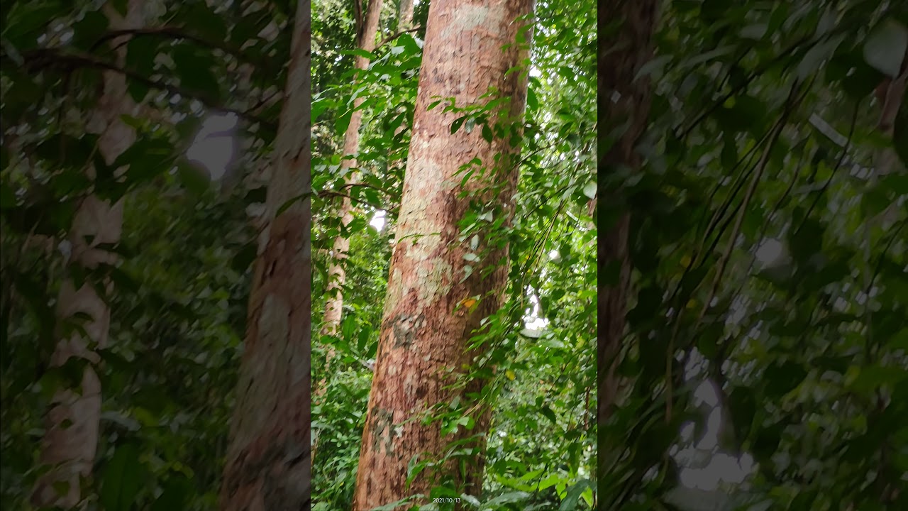 Red Dhup tree - YouTube