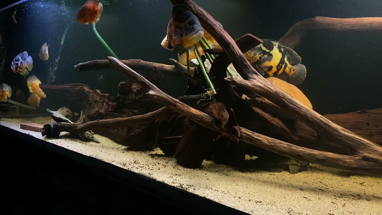 Amazing fish tank: Big Aquarium | Wild life monster - YouTube