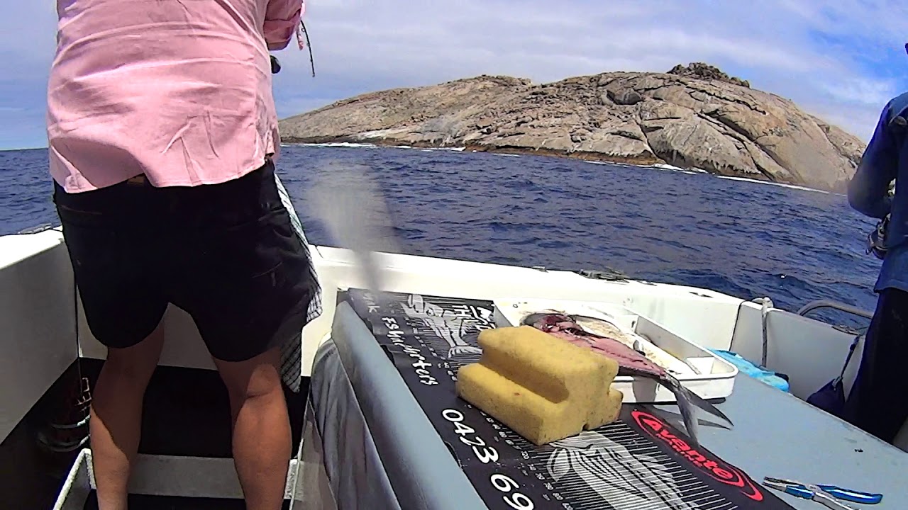 underwater samson fish footage - YouTube