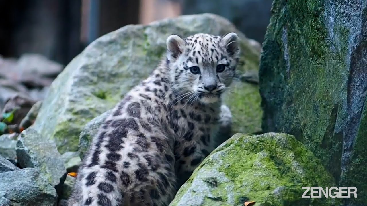 Snow Leopard Cubs Go On Show In Their Himalayan Style Enclosure - YouTube
