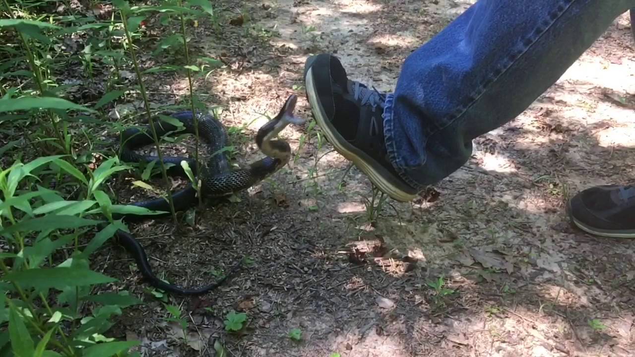Rat Snake Striking in Slow Motion - YouTube