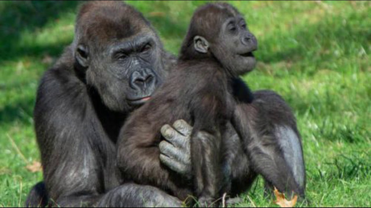 AMAZING WILDLIFE IN ANGOLA - YouTube