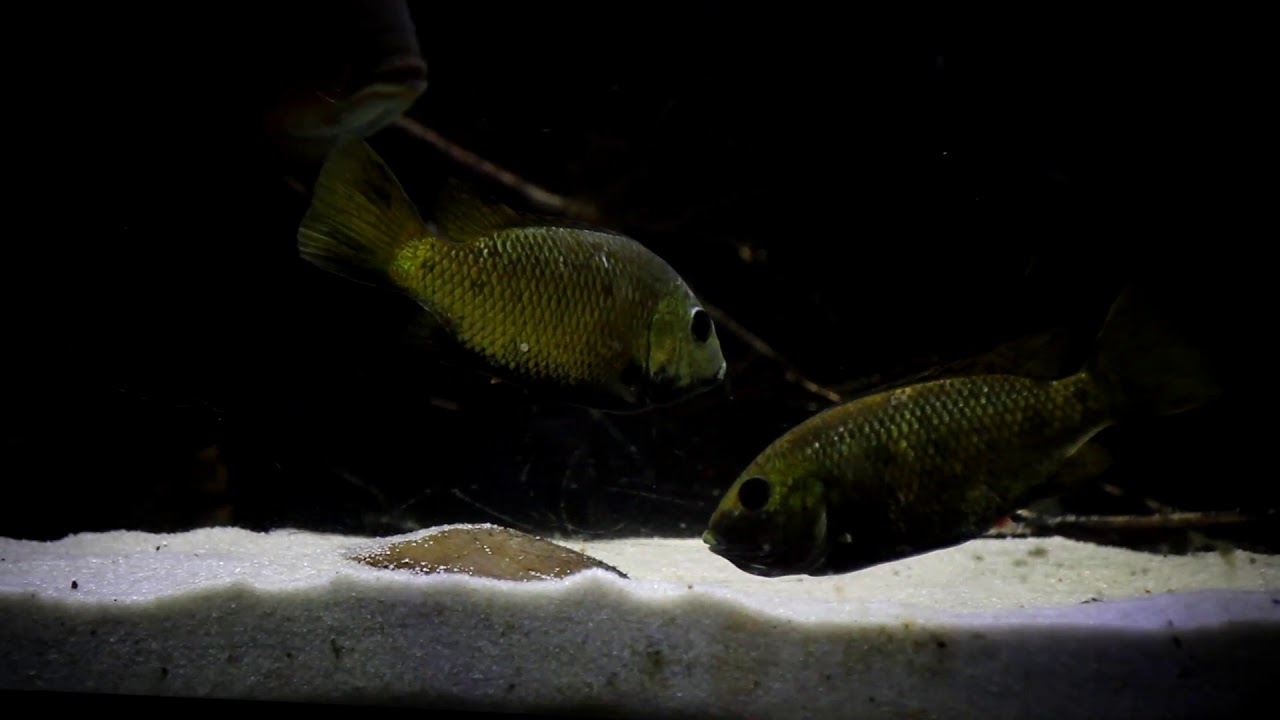 sarotherodon knauerae mouthbrooding - YouTube