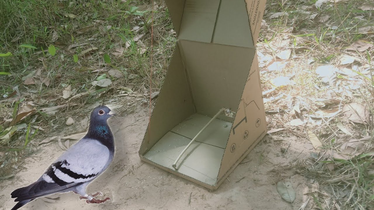 Paper and wood make simple animal traps for real pigeons - YouTube