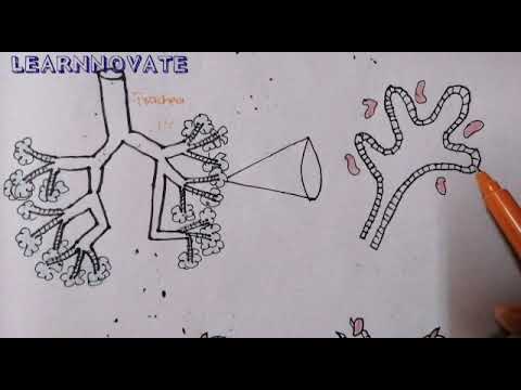STAGES OF LUNG MATURATION || ALVEOLARIZATION IN EMBRYO | Type I abd ...