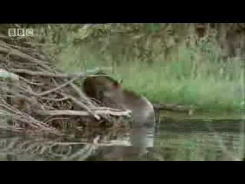 Beavers Building a Lodge or Nest - BBC Animals - YouTube