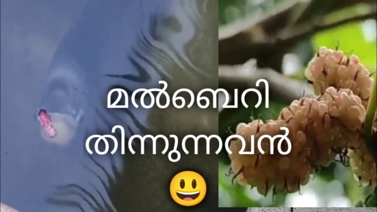 fish feeding malayalam, fruit eating fish#shortvideo gourami - YouTube