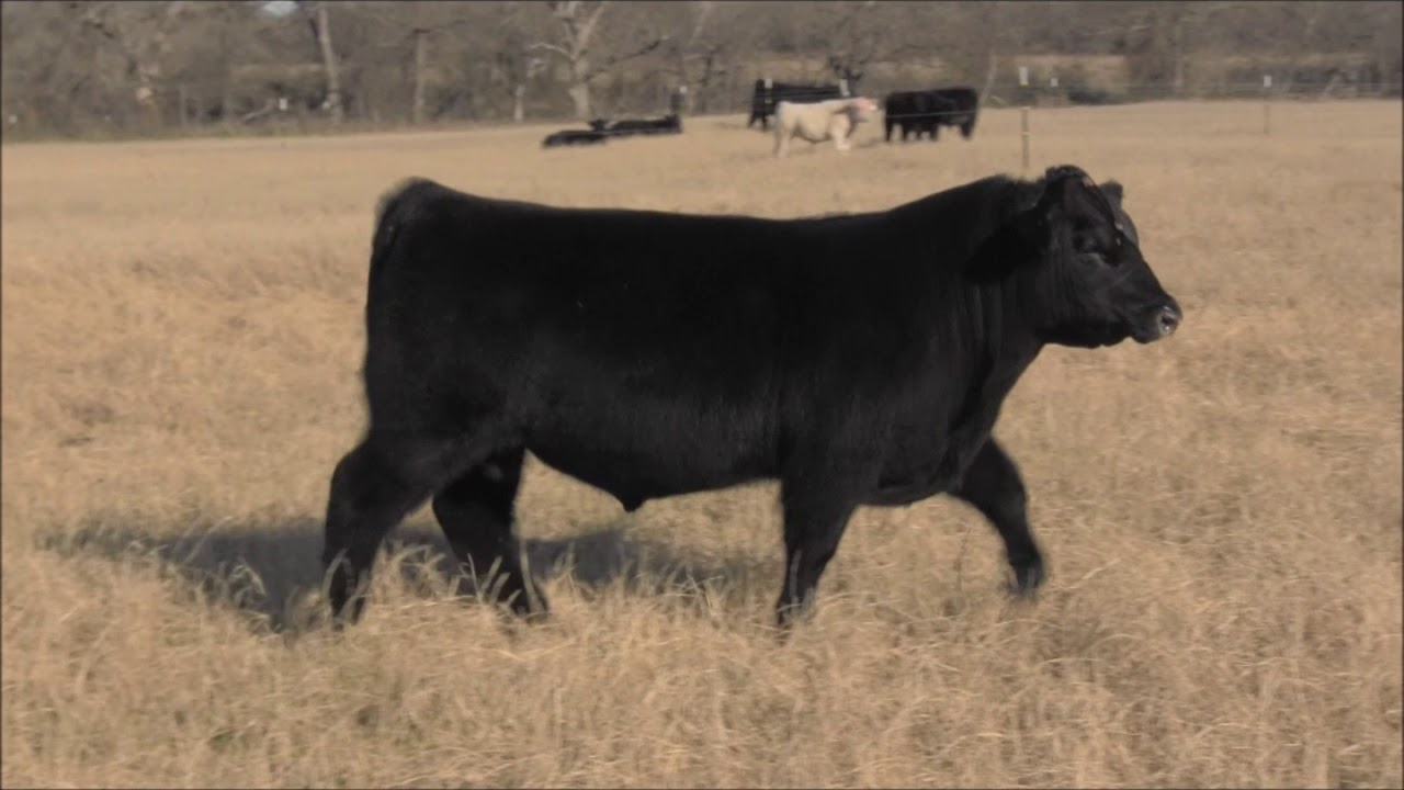 Tag 706 - Class On Class Bull - YouTube