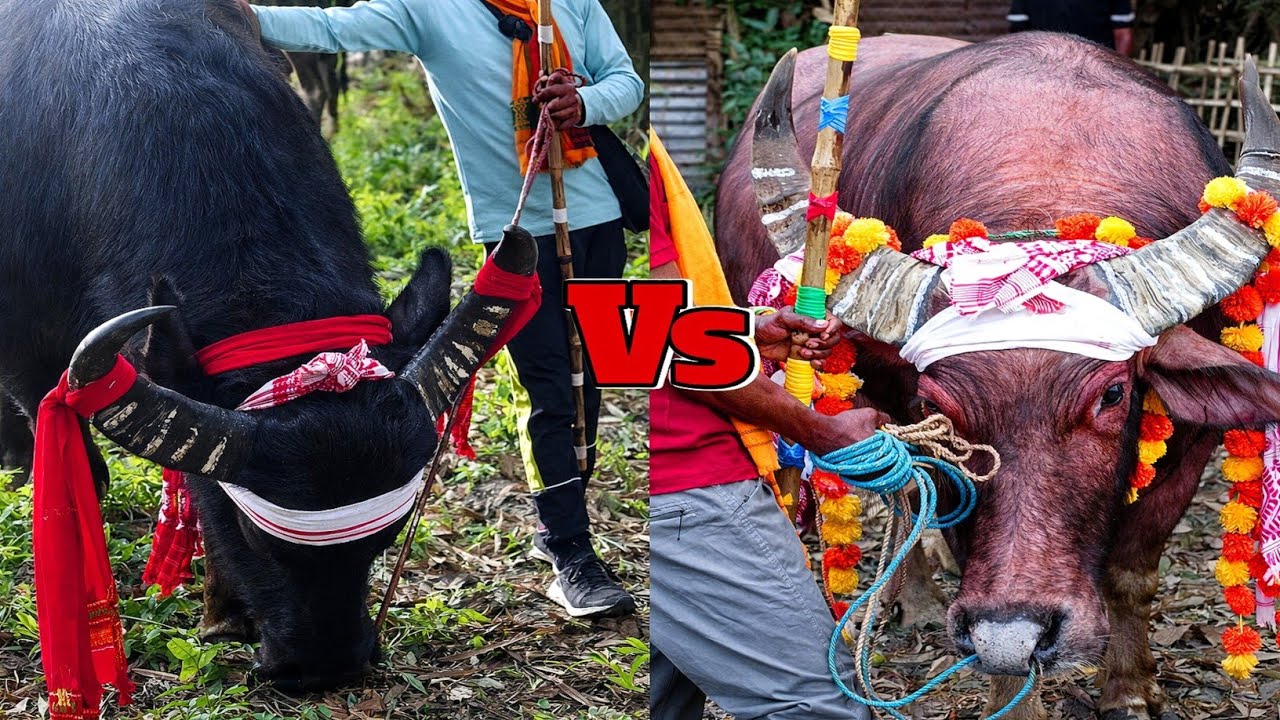 Babulal Nath Vs Ankur Das (Jatra Teron) #Baropujia_Mohjuj বাৰপুজীয়া ...