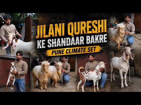 Pune Climate Set Top Quality Bantam Barbara Zing Sojat Goats at Jilani Qureshi I YK Goat Lover