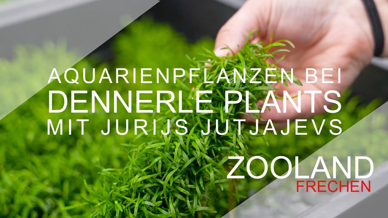 AQUARIENPFLANZEN?! Team ZOOLAND bei DENNERLE PLANTS mit JURIJS JUTJAJEVS - YouTube