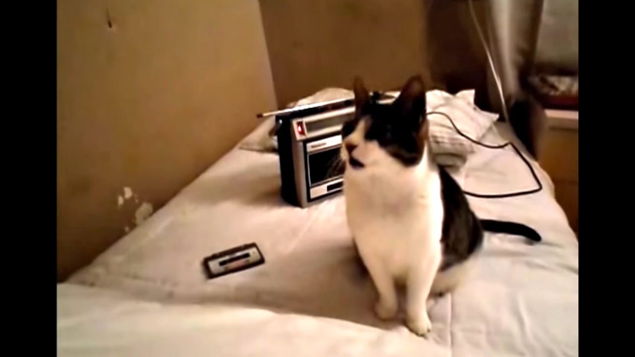 Cat bopping head to the Ramones - YouTube