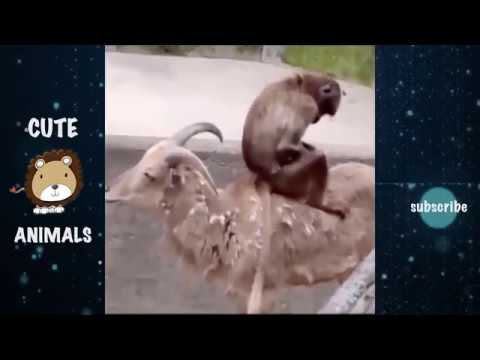 Monkey Riding Goats - Funny Riding Animals You Will Die Laughing ...