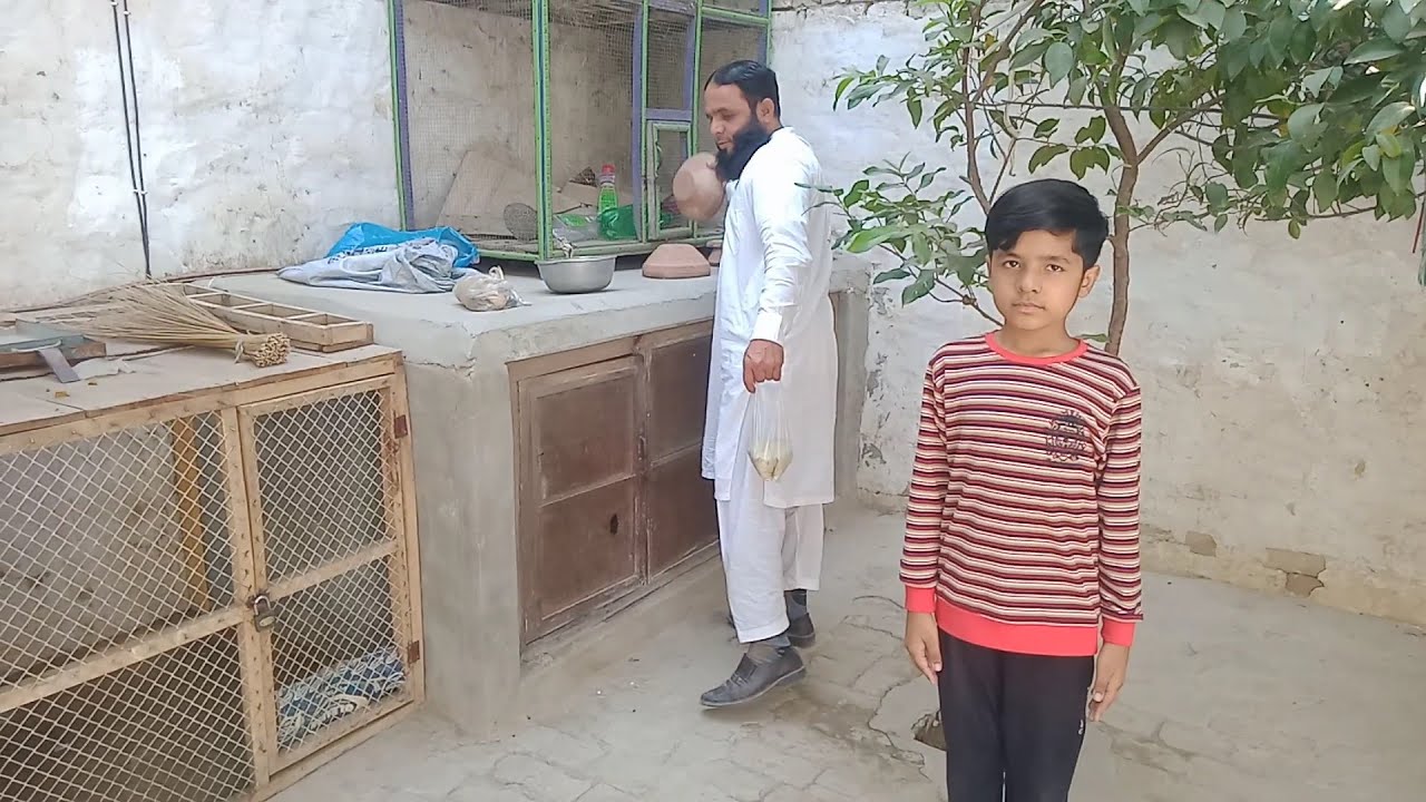 lohmann brown chicken breed , golden misri , Beautiful Life - YouTube
