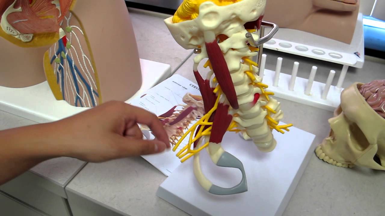 Cervical Spine Model - YouTube