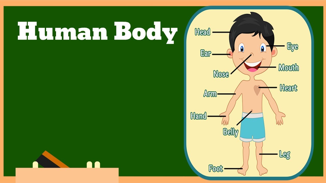 Human Body | Explanation | E.V.S. - YouTube
