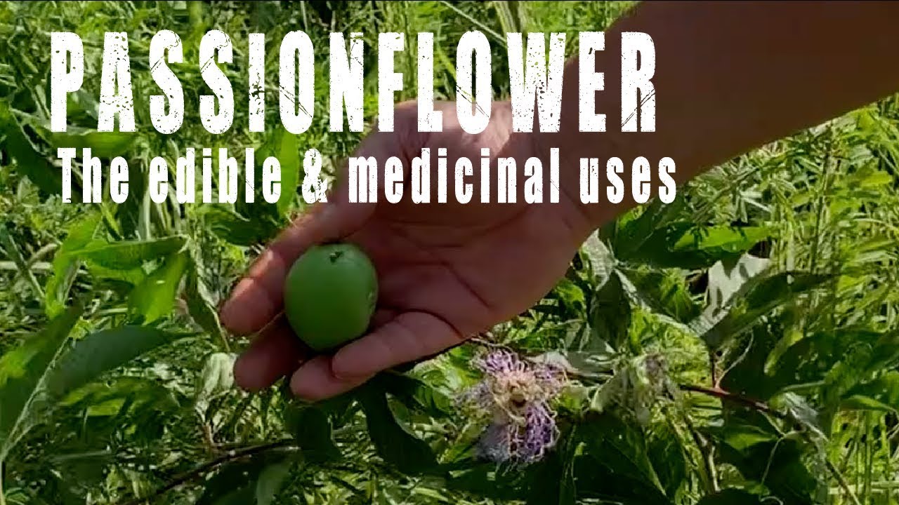 Passionflower / Wild Apricot / Maypop - Edible & Medicinal Plants in ...