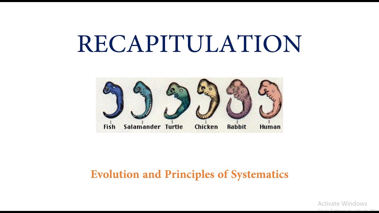 Theory of Recapitulation - YouTube