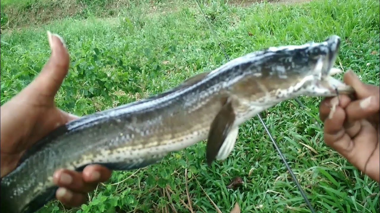 Belajar casting gabus pake umpan legend, - YouTube