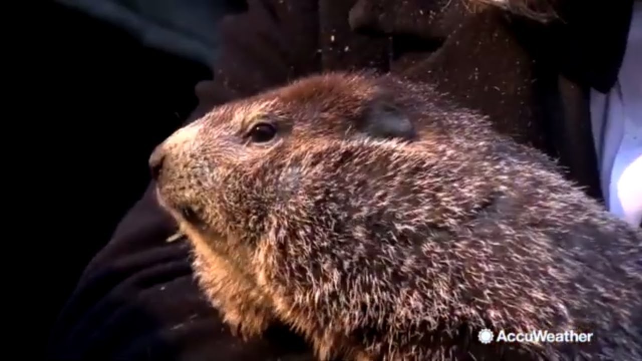 Punxsutawney visitors react to early spring prediction - YouTube