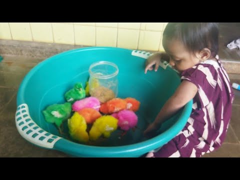Small Chicks Colorful Hens VS Hana Kids Ayam warna warni, Anak ayam ...