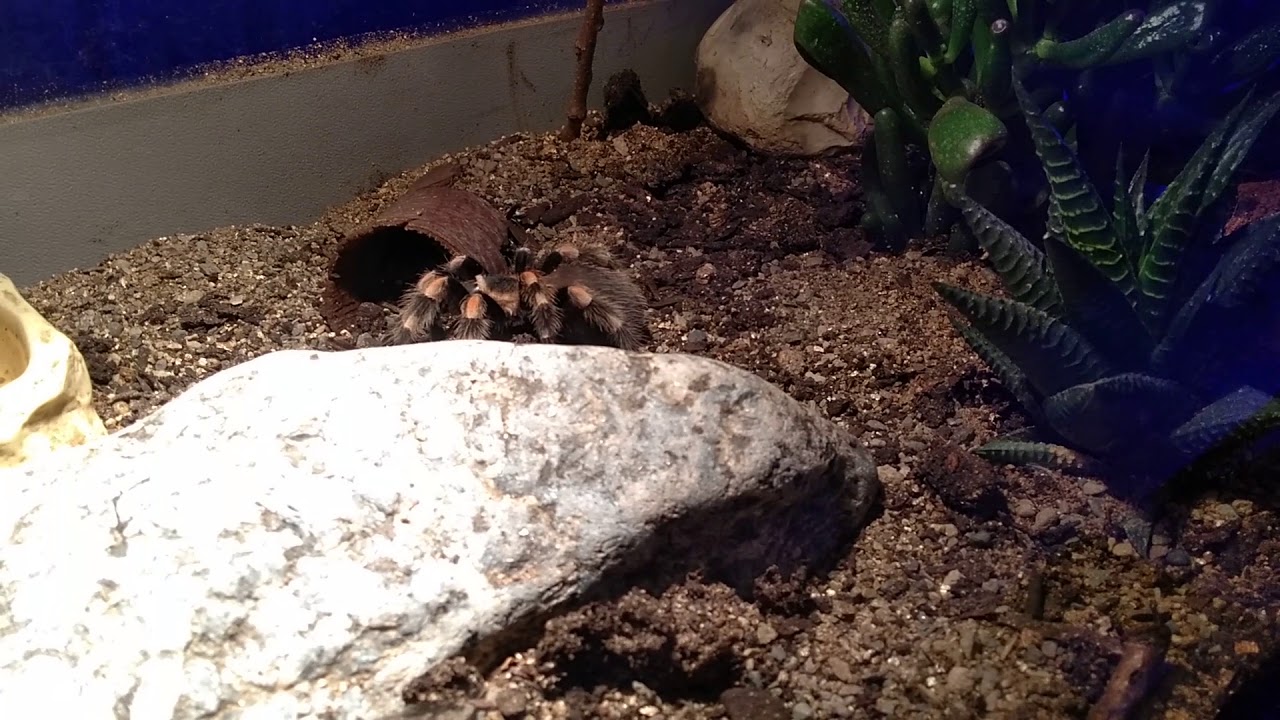 Brachypelma hamorii Vim Fuego (Alan Metcalf painter and decorator) tank ...