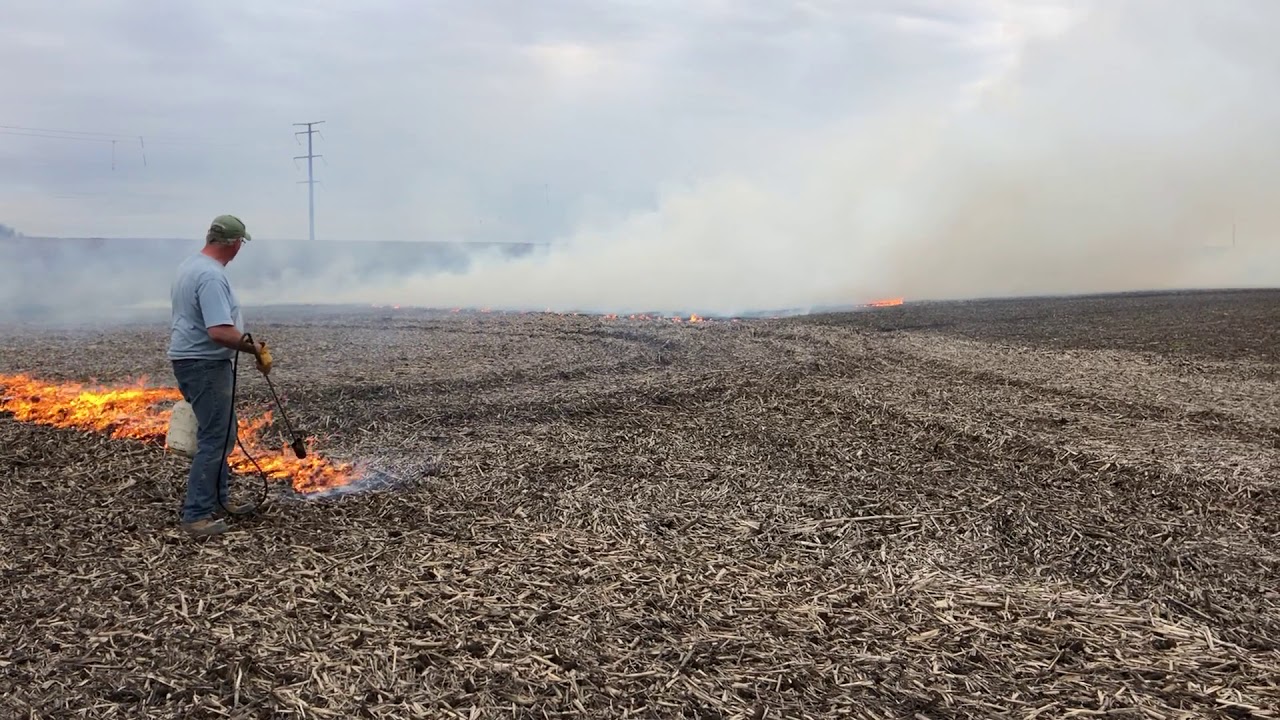 Burning corn stalks around water hole - YouTube
