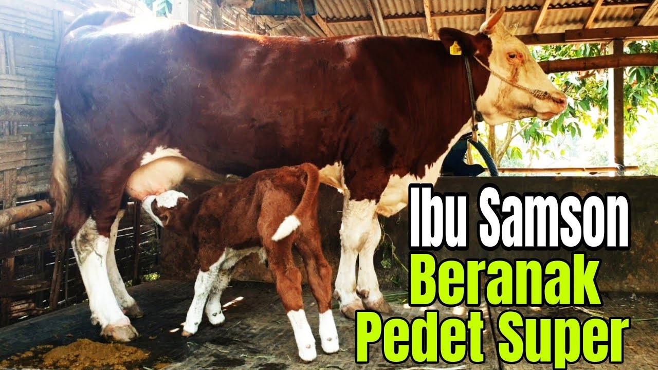 Ibu Samson Beranak‼️ Anak Super🔥🔥 - YouTube