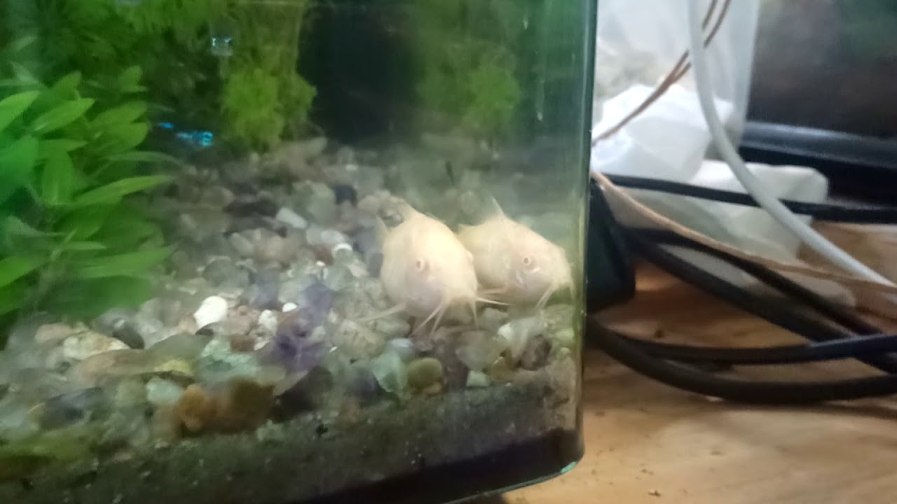 All about cory dora catfish : species spotlight - YouTube