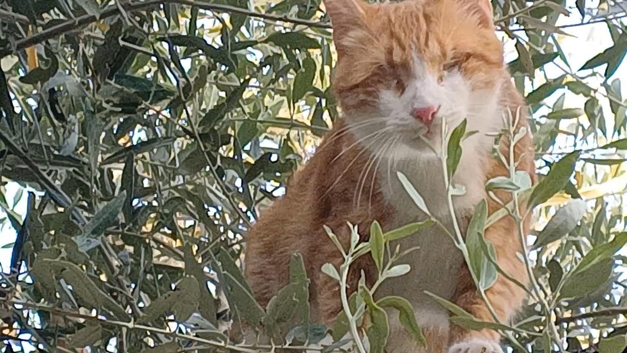 The Ginger Ninja is back 😒🤣 - YouTube