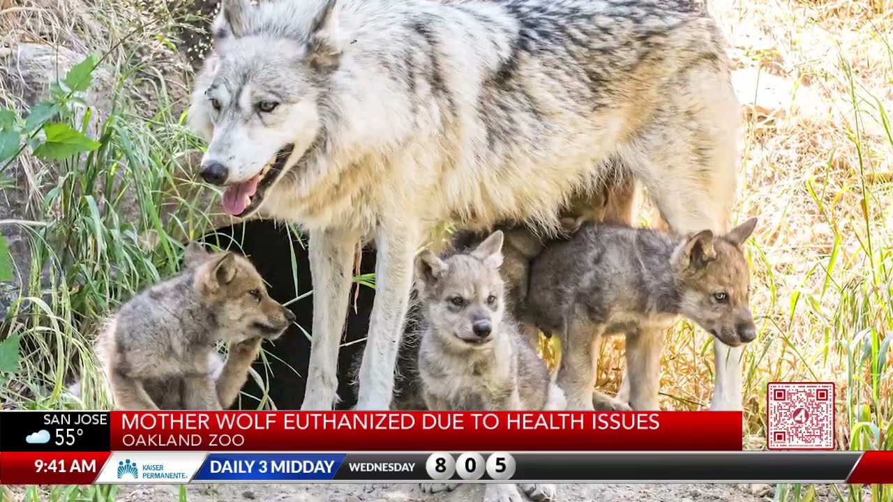 Mother wolf at Oakland Zoo euthanized - YouTube